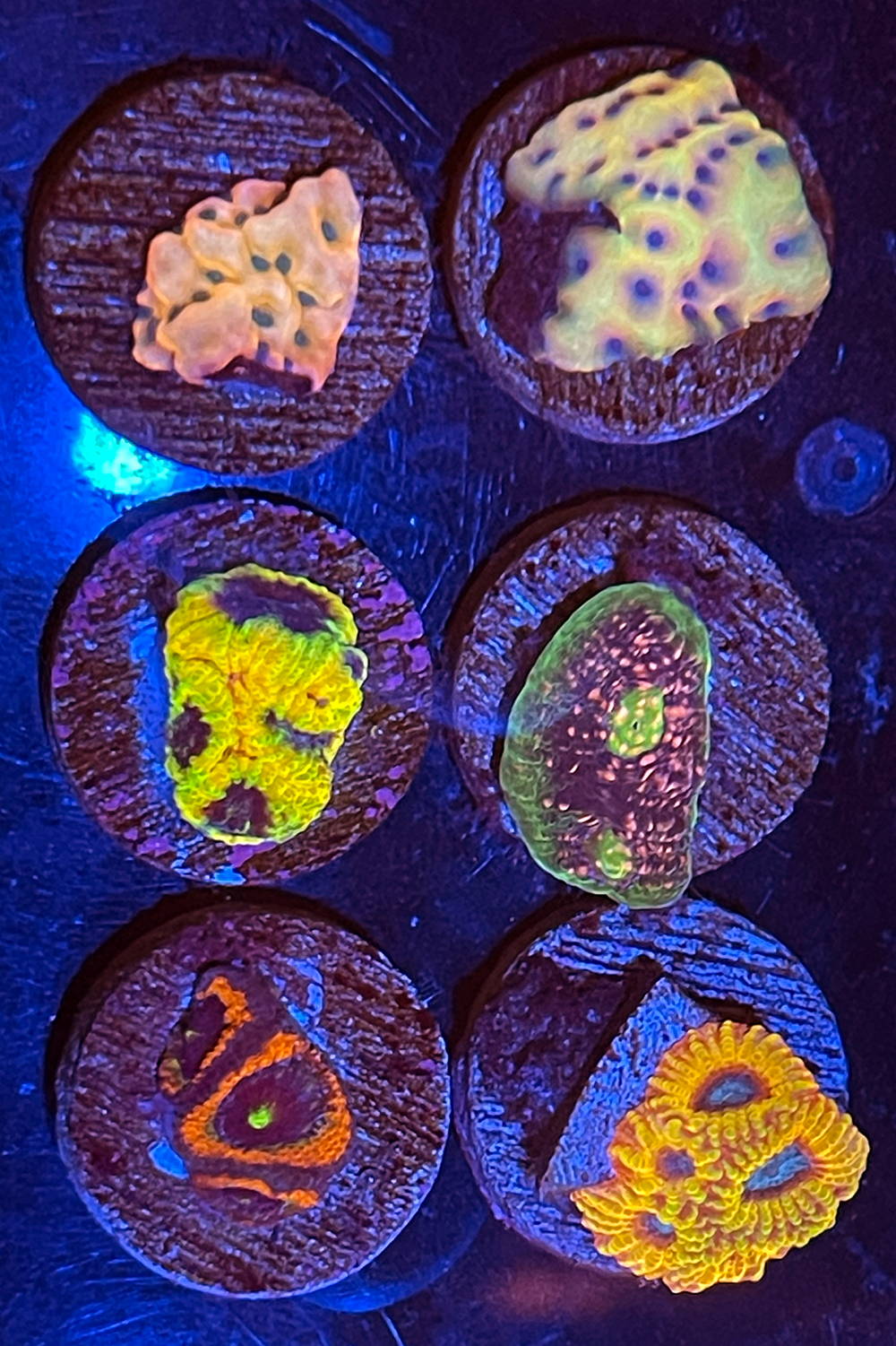 Anniversary 6 coral pack 2 – Reef Legends