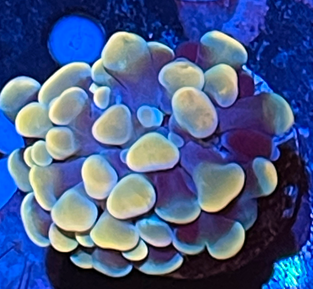 Rainbow hammer – Reef Legends