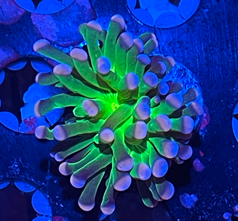 Corals – Reef Legends