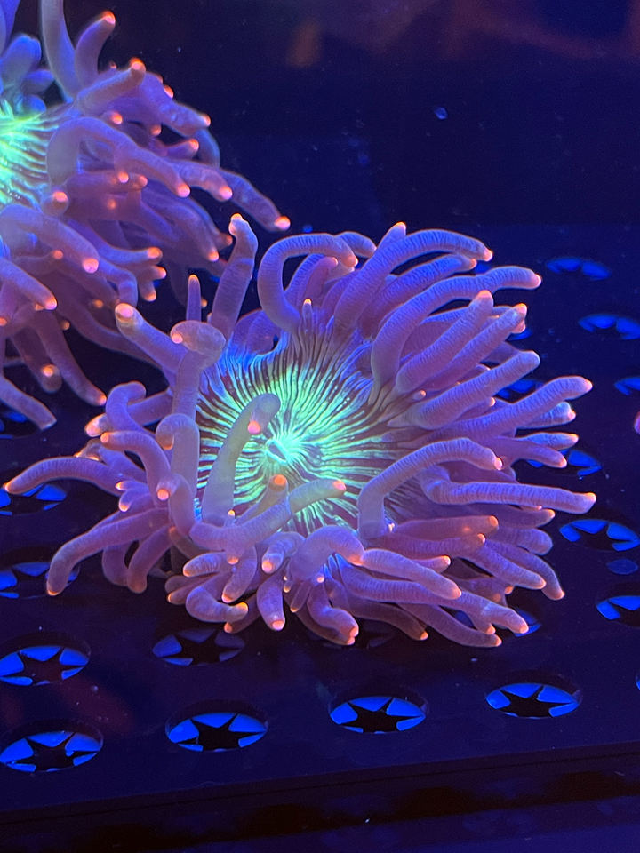 View everything your reef needs with our natural live feeds – Reef Legends