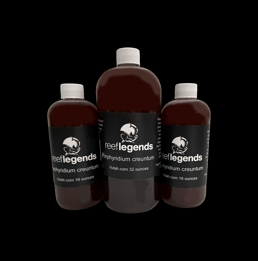 Porphyridium cruentum for feeding – Reef Legends