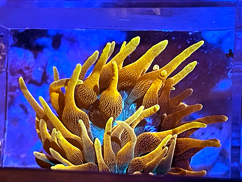 Colorado Sunburst anemone – Reef Legends