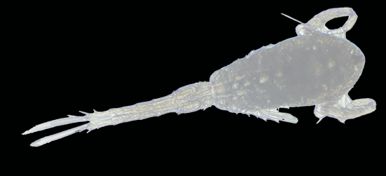 Tisbe biminiensis copepods – Reef Legends