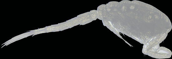 Tisbe biminiensis copepods – Reef Legends