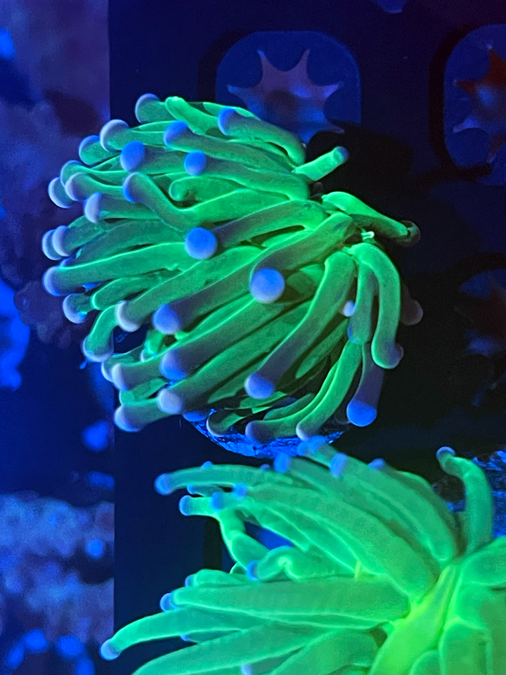 Corals – Reef Legends